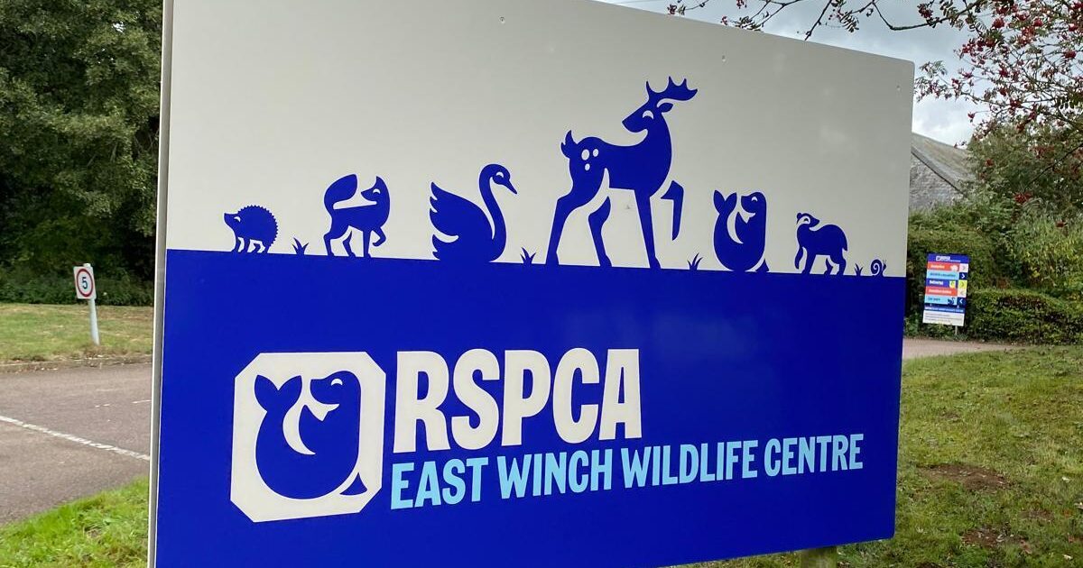 Transforming RSPCA's brand identity: A sustainable fleet and… | Aura
